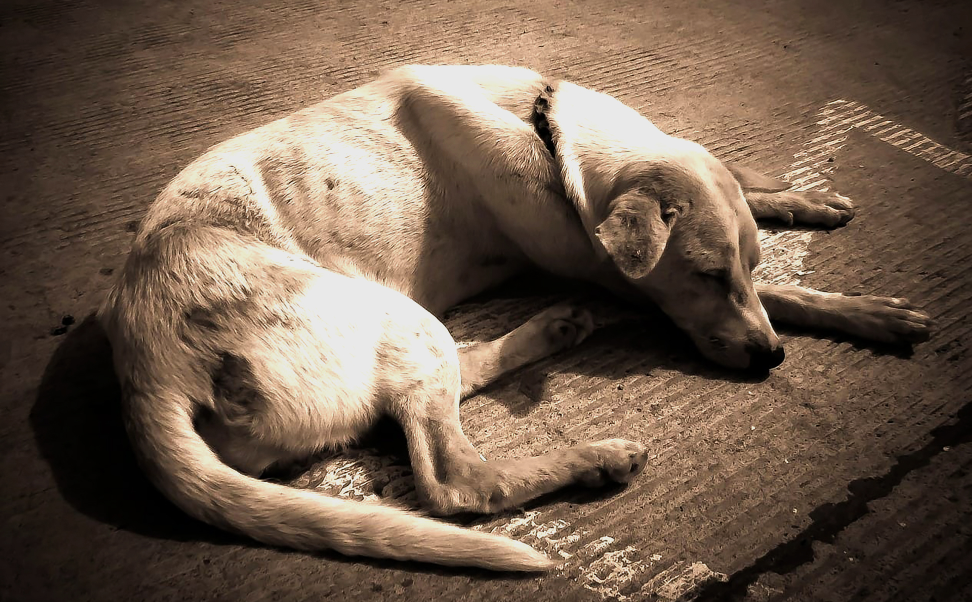 ¿Cómo cuidar a un lomito desnutrido? | Pets in Heaven